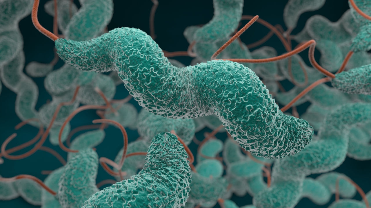 Campylobacter | Pioneering Diagnostics