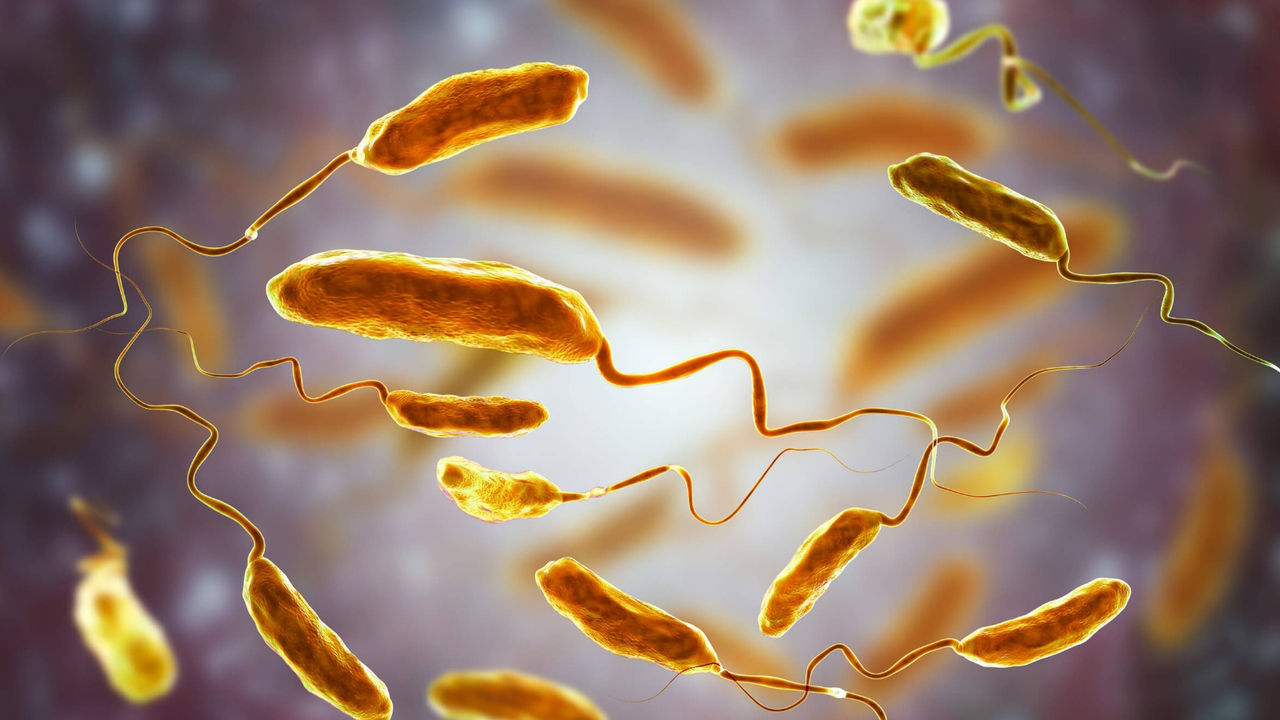 Vibrio Bacteria Shape Write Short Notes On: Shape Of Bacteria