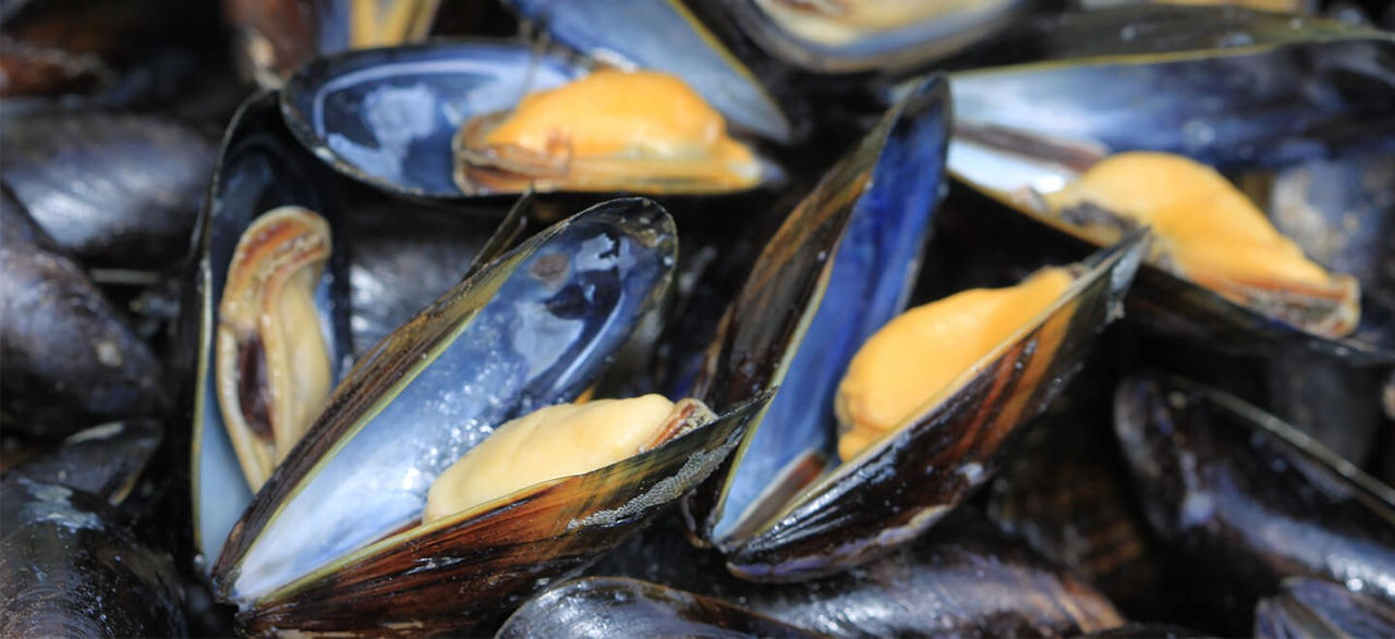 Bivalve Molluscs | Pioneering Diagnostics