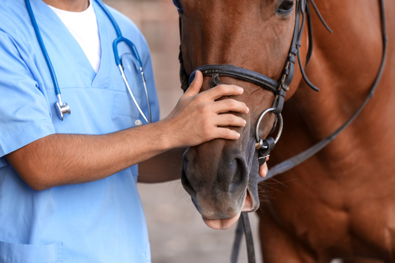 Infections respiratoires équines : que faire face à un cheval qui ...