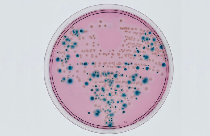 IDEA™ STEC - ImmunoDetection Evolution Agar | Pioneering Diagnostics