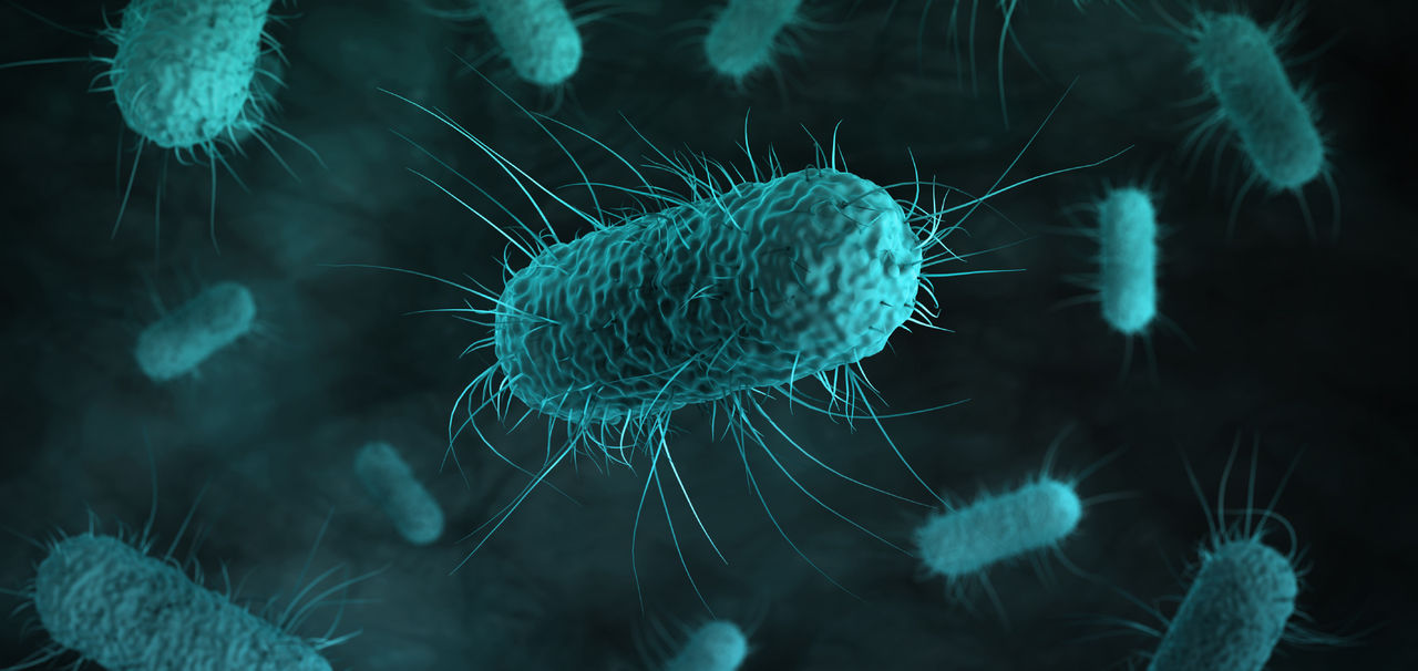 Bacteria Coli Urinary Tract Infection