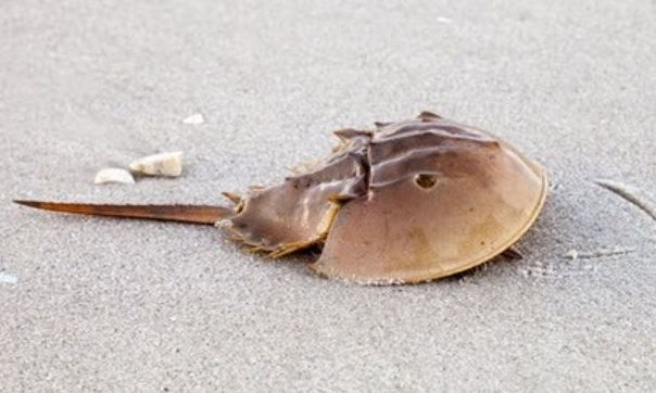 What Horseshoe Crabs Have to Do with Vaccine Development—and Why It’s a ...