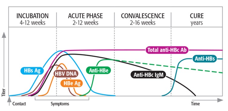 VIDAS® Hepatitis Panel | Pioneering Diagnostics